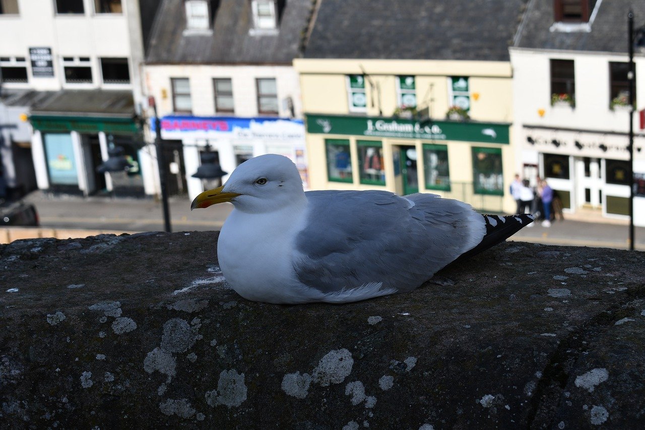 12 Growing Up In Inverness Realities - The Aye Life